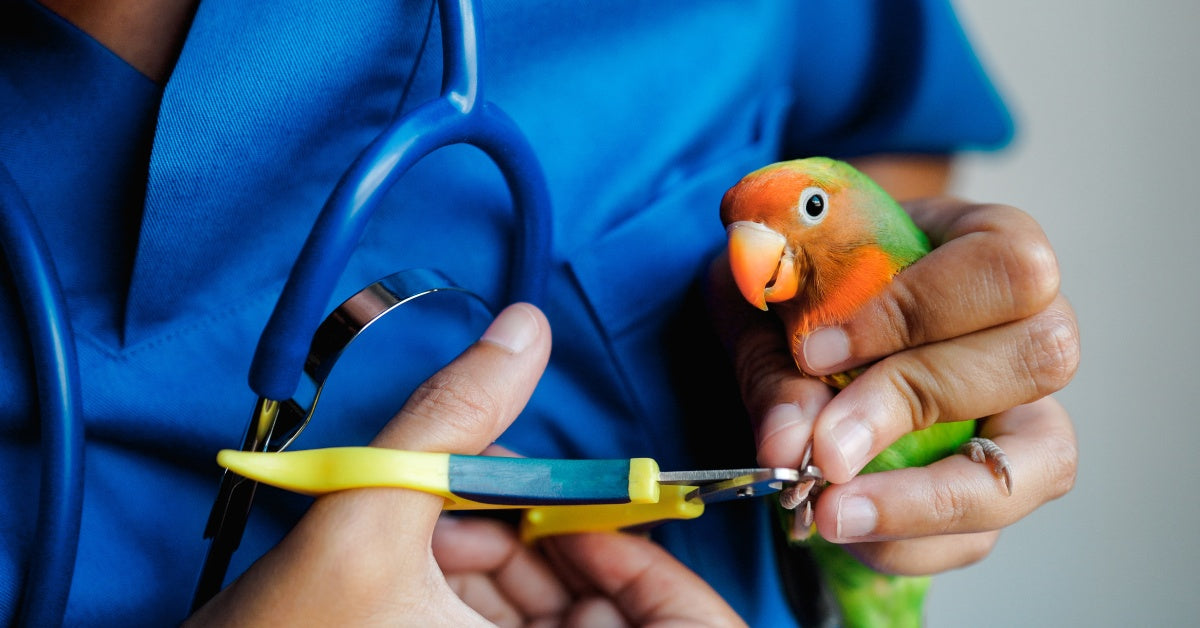 The Importance of Proper Grooming for Your Pet Bird