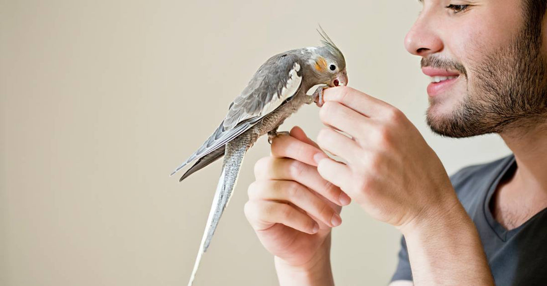 Choosing Your Bird: Top 3 Pet Birds for Beginners
