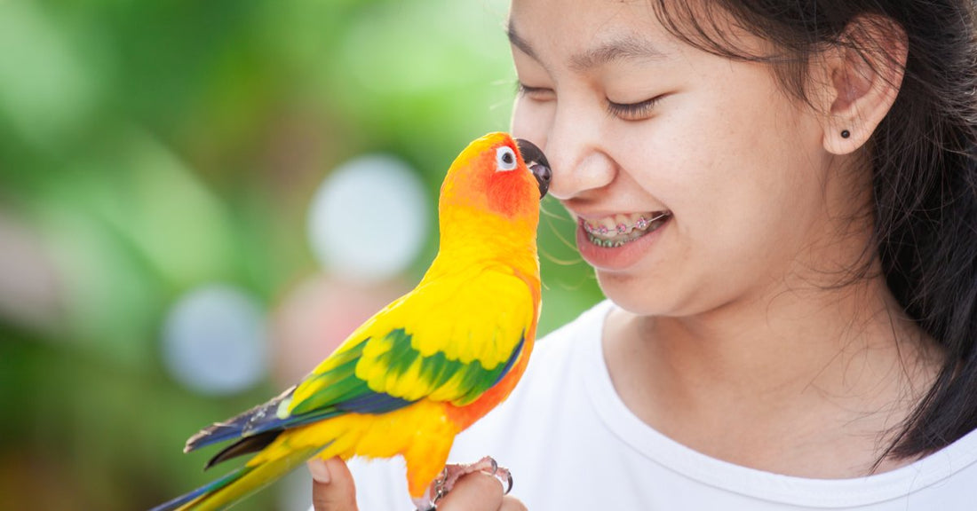 Bird Care 101: How To Care for Your Pet Bird