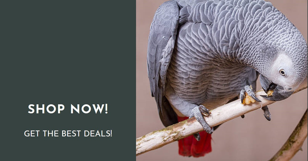 Bird Supplies | Birds Pet Store | All Things Birds