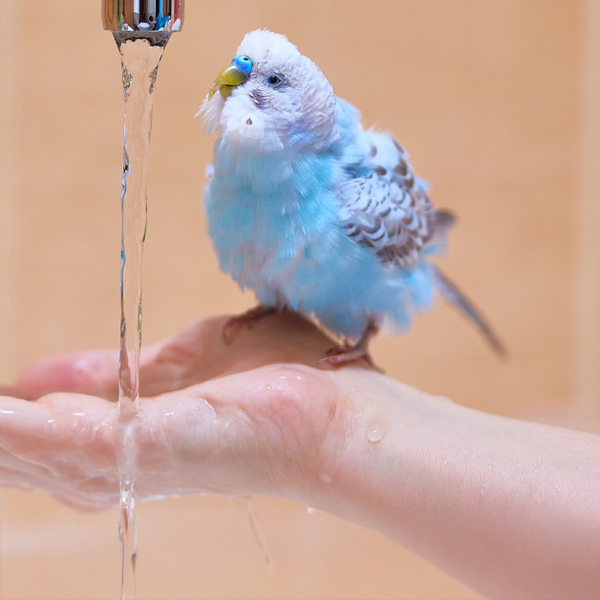 Bird Supplies | Birds Pet Store | All Things Birds