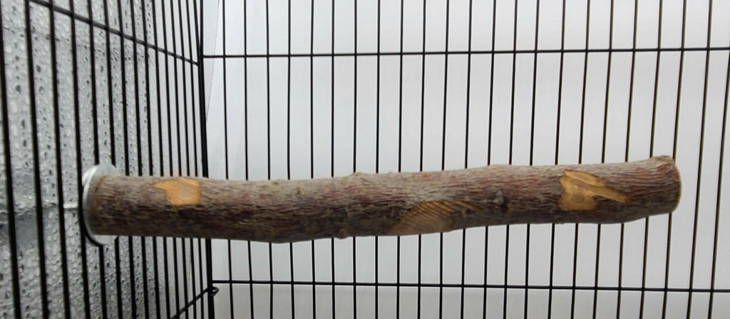 Bird Perches, Large Bird Perch, Bird Window Perch — All Things Birds